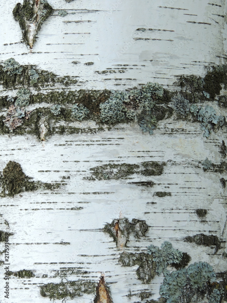 Birch bark wood texture material design. Stock Photo | Adobe Stock