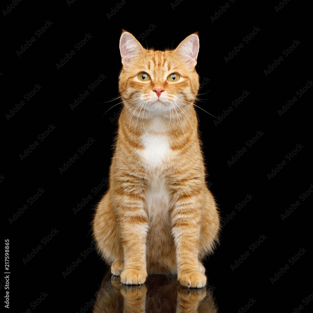 Cat Sitting Front View