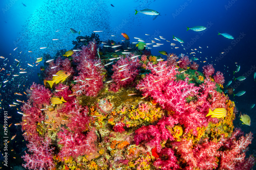 Beautiful Colorful Coral Reefs Fish