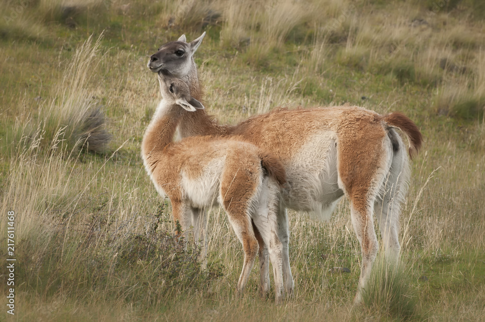Baby guanaco nudging mother; Torres del Paine NP; Chile Stock Photo ...