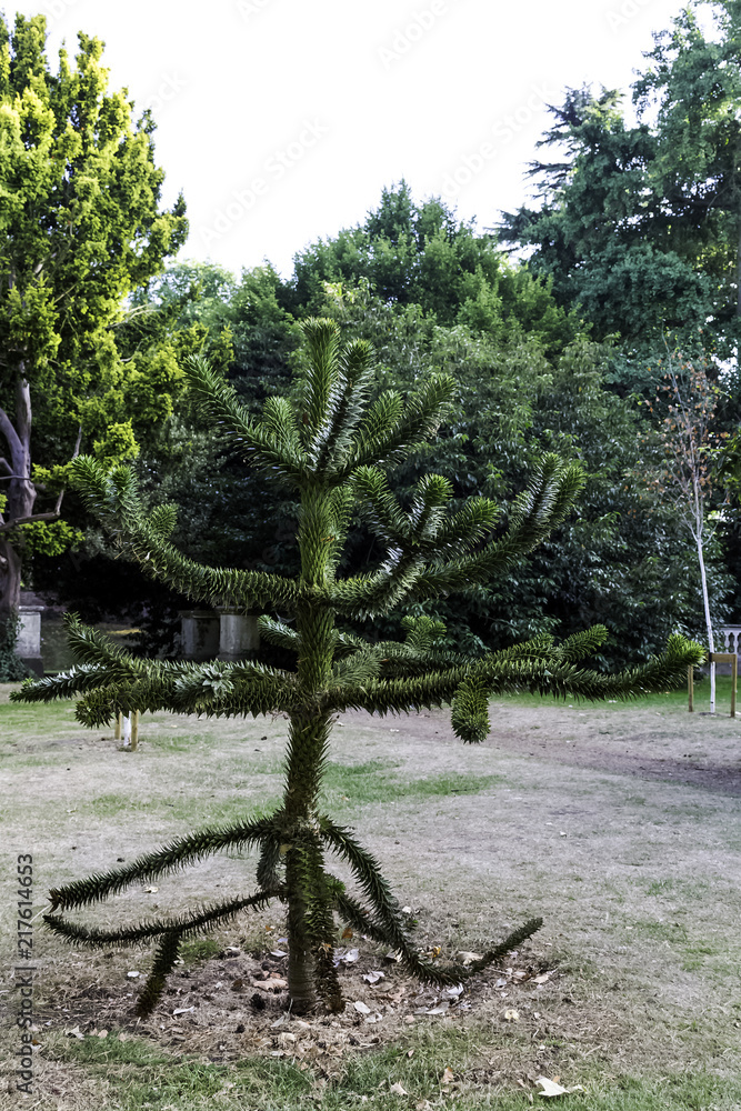 Araucaria araucana called the monkey puzzle tree, monkey tail tree, or ...