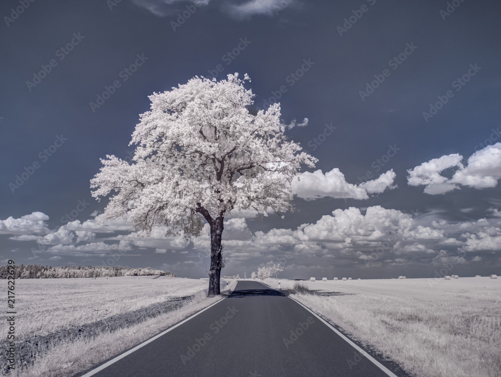 infrared photography - ir photo of landscape with tree under sky with ...