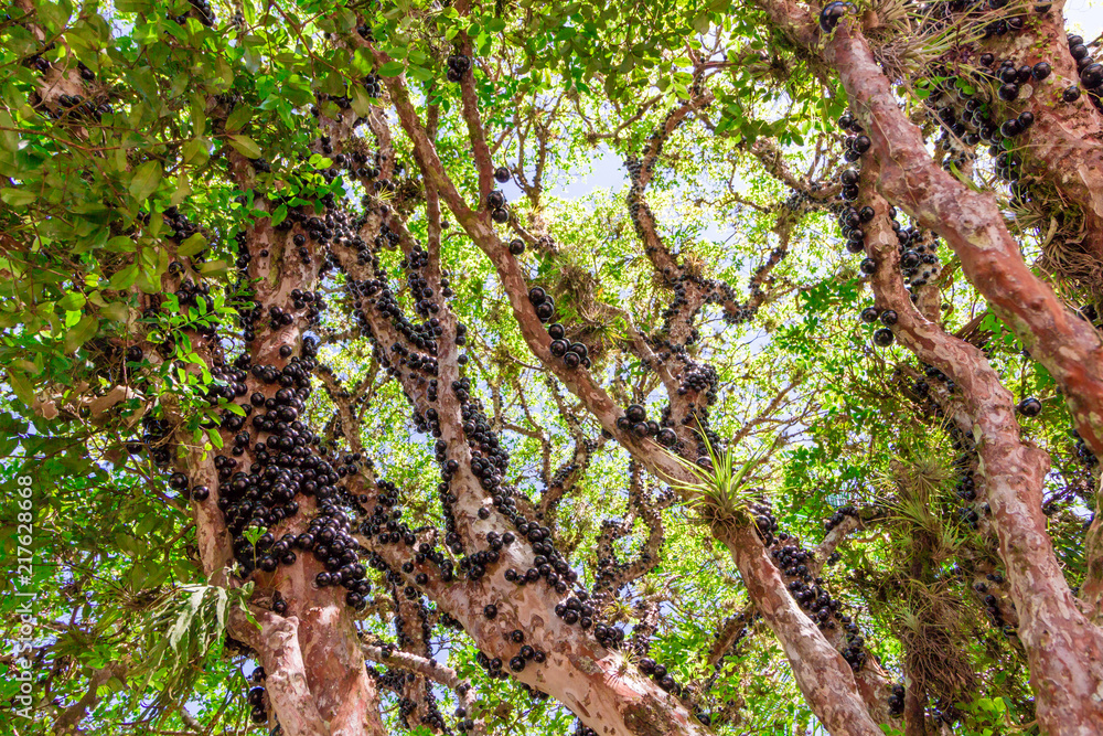 Brazilian tree jabuticaba or jaboticaba with trunk full of fruits ...