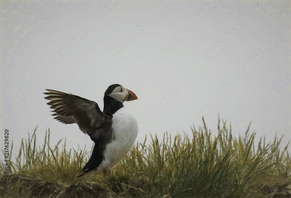 Puffin flapping its wings in golden grasses, getting ready for takeoff ...