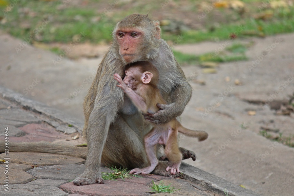 Animals, baby monkey snuggles to its mother, they are in KUM PHA WA PI ...