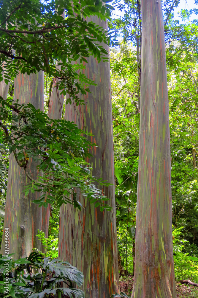 Rainbow eucalyptus (Eucalyptus deglupta), a tree with an incredible ...