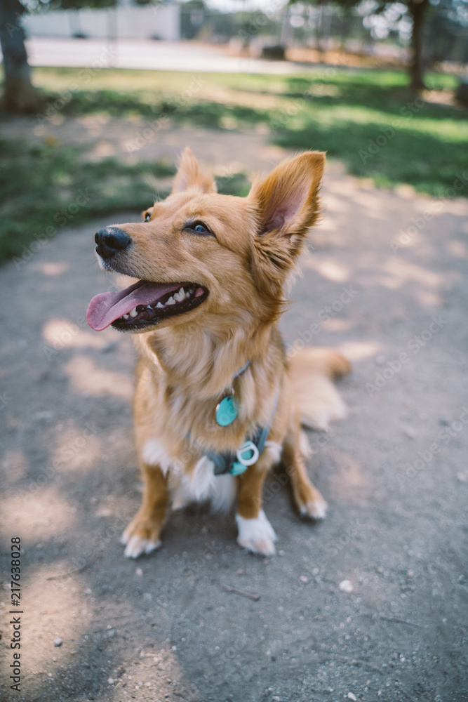 Golden Retriever Sheltie Mix Puppies