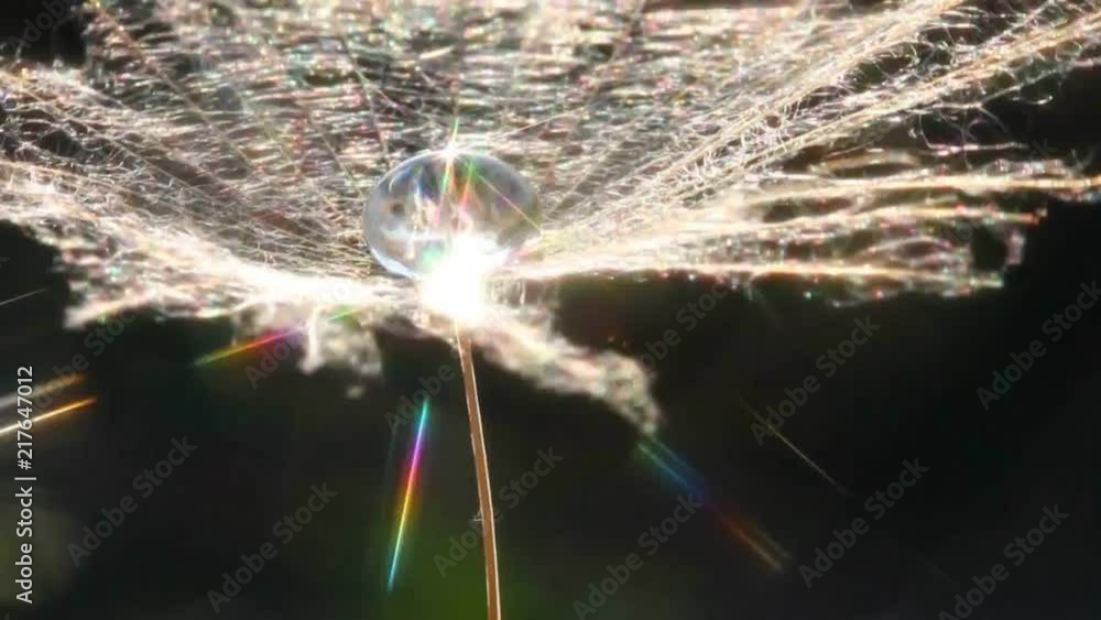 Triumph Of Light And Color Oscillating Droplet Of Dew Which Was