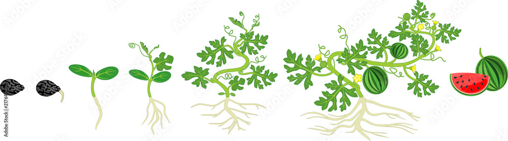 Life cycle of watermelon plant. Stages of watermelon growth from seed ...