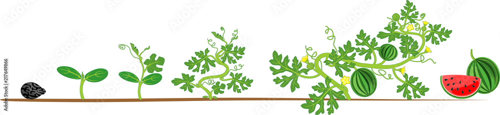 Life cycle of watermelon plant. Stages of watermelon growth from seed ...