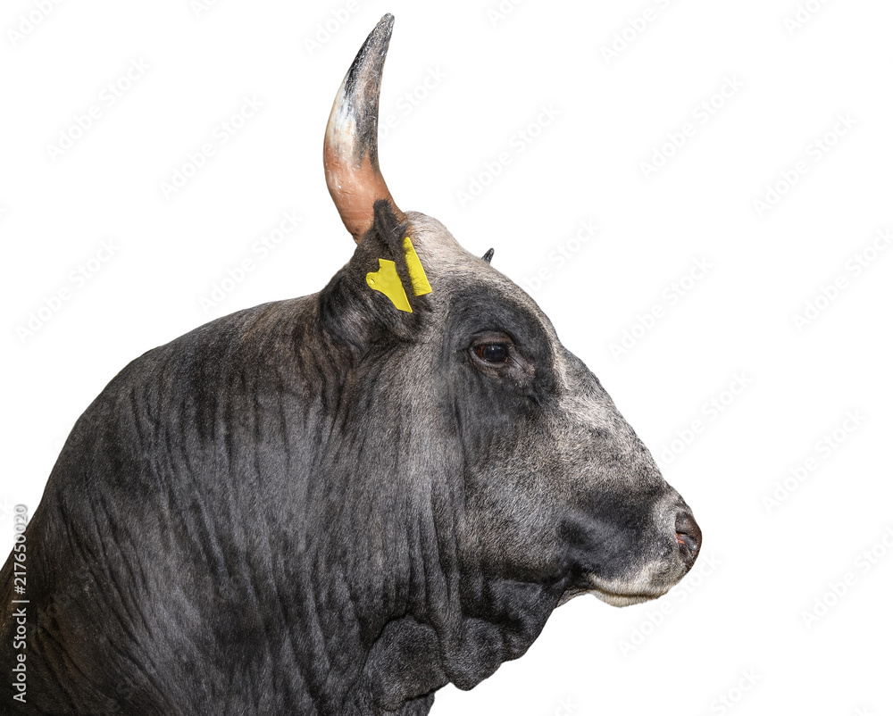 Bull isolated on white. Beautiful big bull portrait close up. Farm ...