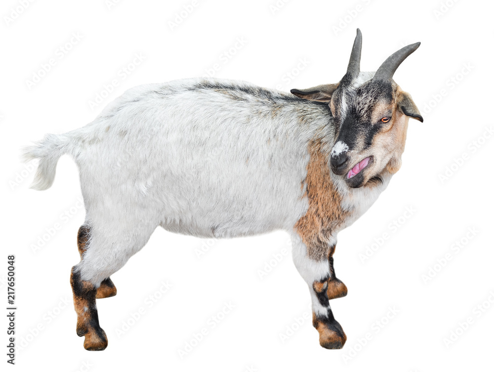 Goat standing full length isolated on white. Very funny white male goat ...
