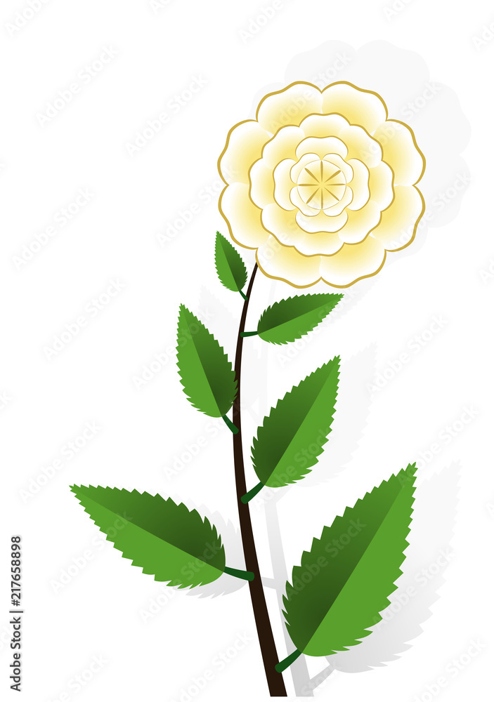 Whitish Golden Blossom Flowers with green leaf on grey white background ...