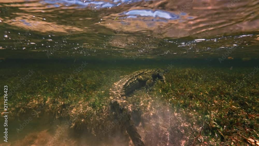 Vidéo Stock Extreme 4k UHD closeup shot of an american saltwater ...