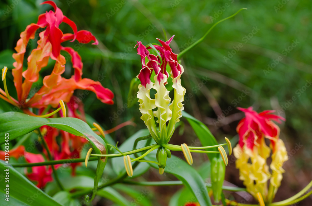 "Climbing Lily" or "Gloriosa Superba" (botanical name) is Blooming In ...