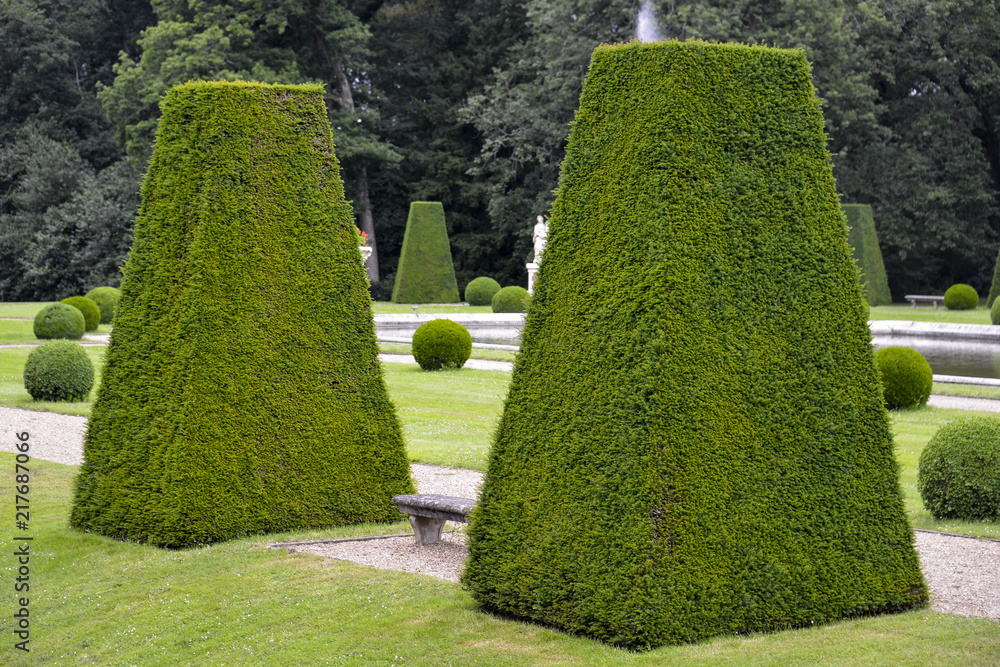 Buis commun, Buxus sempervirens, If commun, Taxus baccata, Château de ...