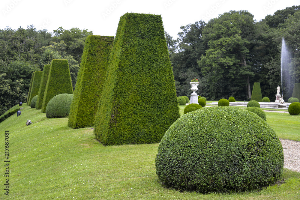 Buis commun, Buxus sempervirens, If commun, Taxus baccata, Château de ...