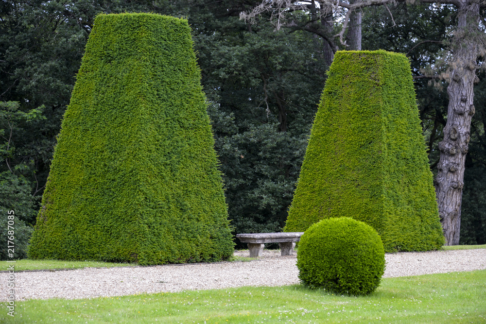 Buis commun, Buxus sempervirens, If commun, Taxus baccata, Château de ...