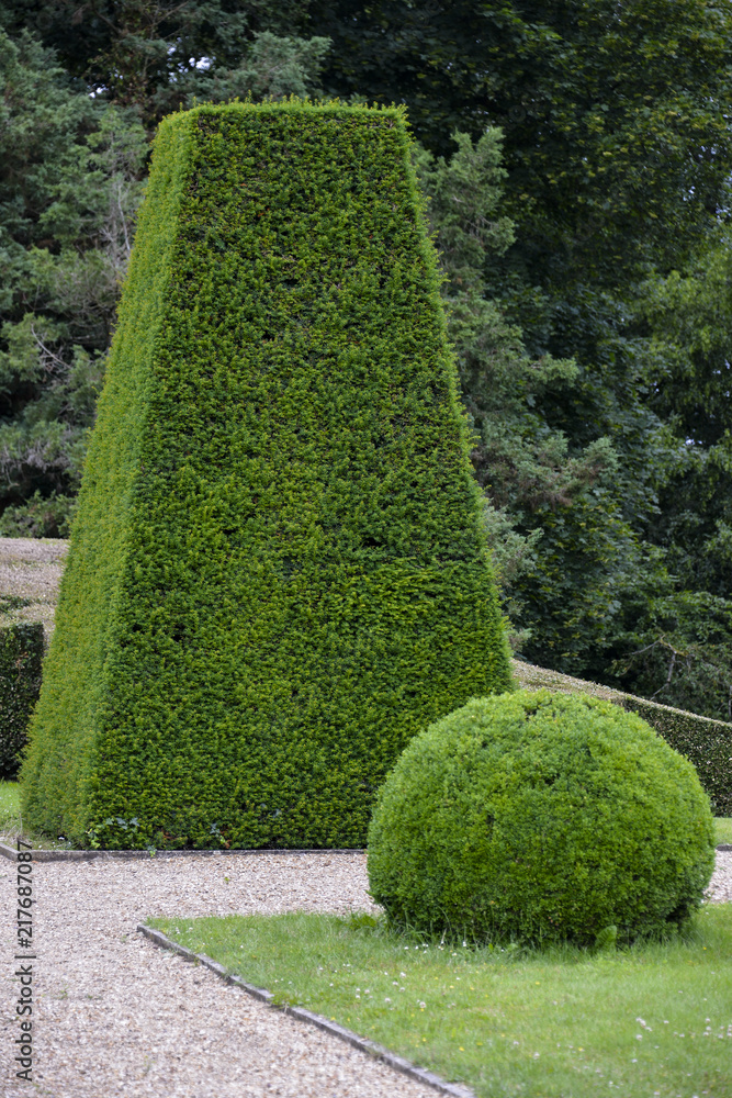 Buis commun, Buxus sempervirens, If commun, Taxus baccata, Château de ...