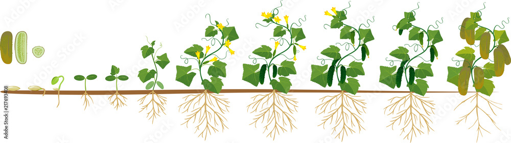Vetor de Life cycle of cucumber plant. Stages of growth from seed and ...