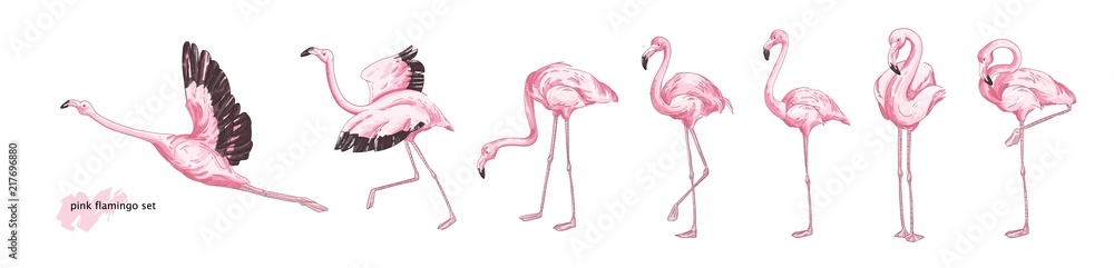 Collection of pink flamingo in various poses isolated on white ...