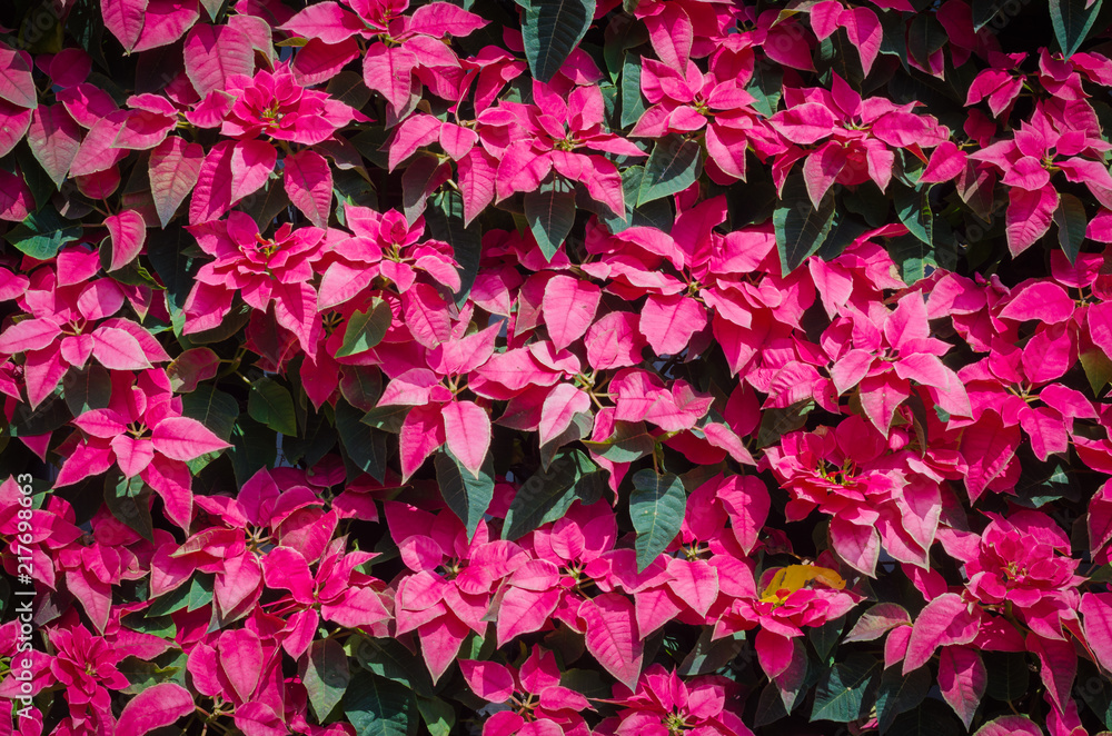 Red leaf texture. Leaf texture background Stock Photo | Adobe Stock