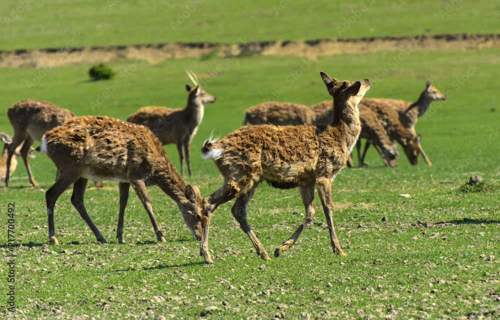 A unique period of molting deer. The deer loses its hair. It starts ...