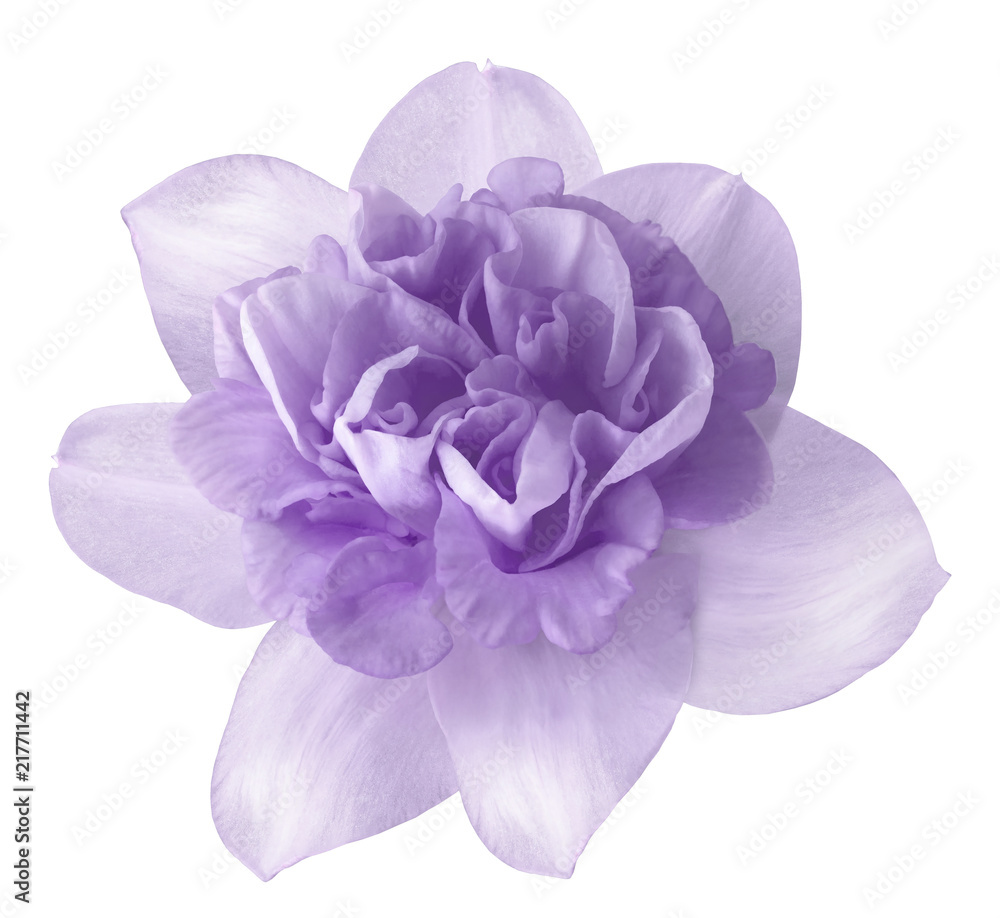 Purple Narcissus Flower
