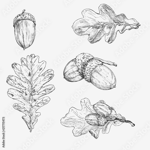 Oak leaf and acorn. Hand drawn illustration. Description: Each drawing ...