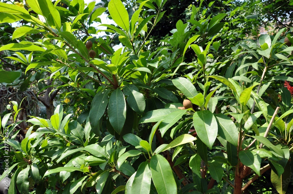 Tropical flora at zoo garden. Sapodilla tree with chicle fruits in ...