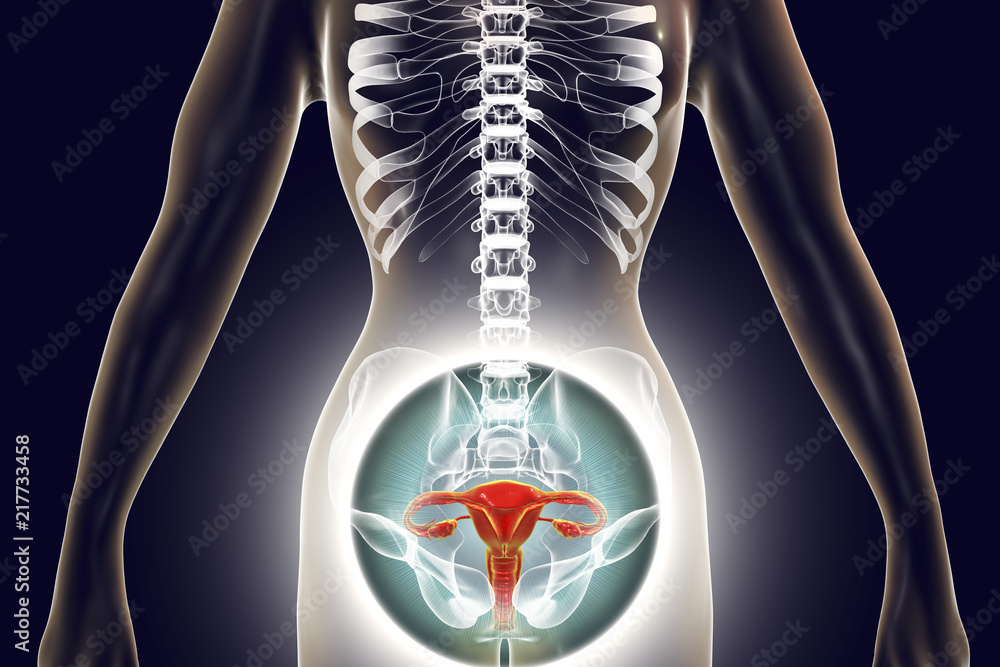 Anatomy of female reproductive system, 3D illustration. Female ...