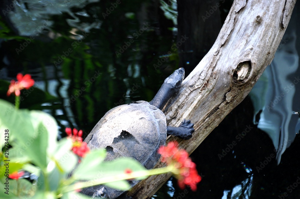 South American Yellow spotted Amazon river turtle (Podocnemis unifilis ...