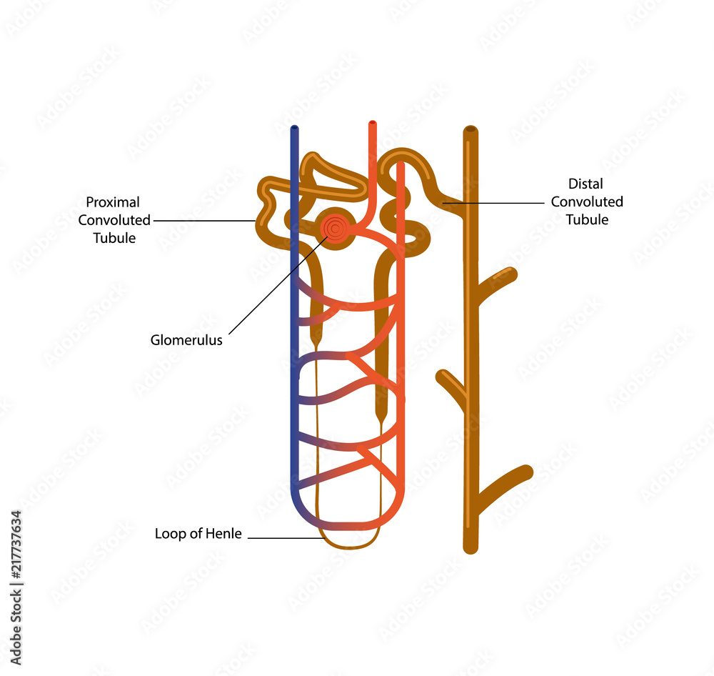 Vector illustration of the nephron structure Stock Vector | Adobe Stock