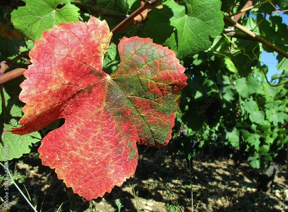 Gros plan ensoleillé d'une feuille de vigne rouge (Vitis ninifera ...