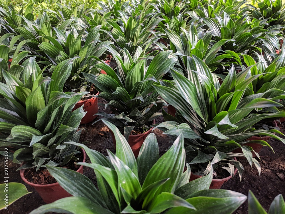 Rows of Dracaena compacta (Janet Craig compacta) plants Stock Photo ...