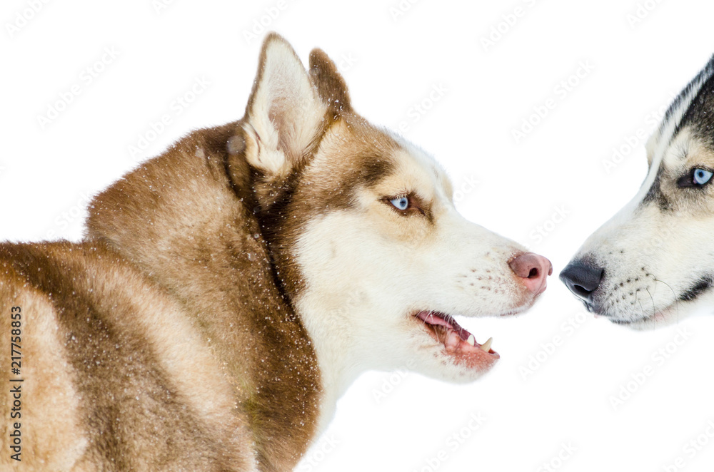 Two sled dogs of Siberian Husky breed with blue eyes sniff each other ...