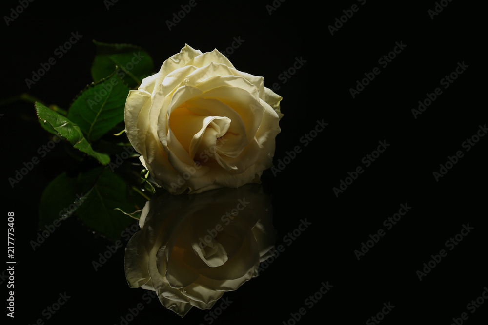 Beautiful white rose on black background. Funeral symbol Stock Photo ...