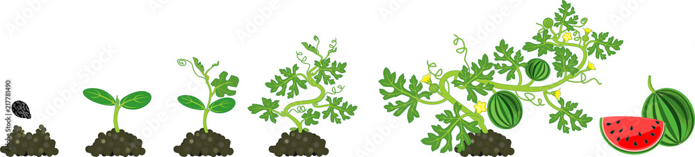 Poster Life cycle of watermelon plant – Wall Art | UkPosters