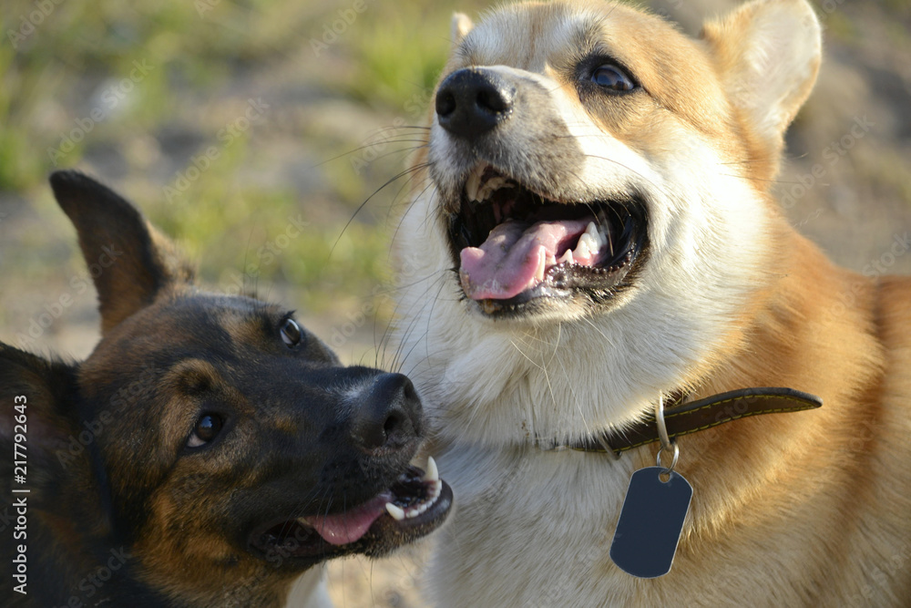 Are Corgi Aggressive