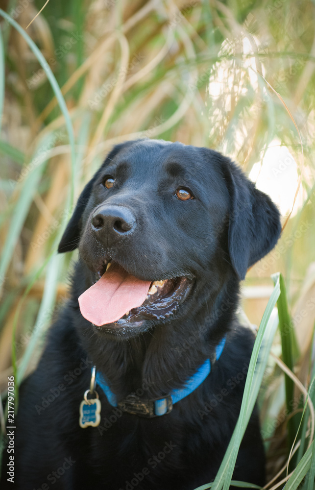 Black Labrador With Blue Eyes
