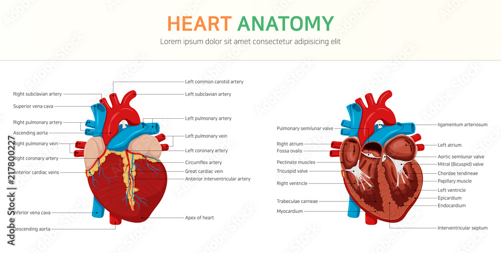 Anatomy of the Heart Stock Vector | Adobe Stock