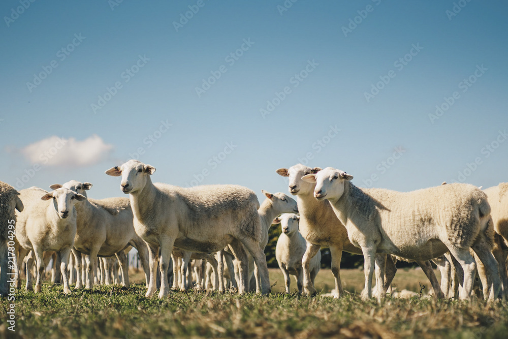 Australian sheep Stock Photo | Adobe Stock