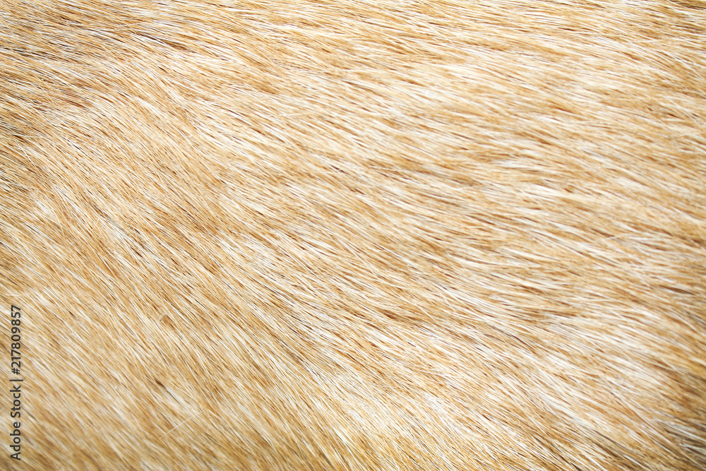 Fur dog skin texture with soft smooth short patterns , Nature brown ...