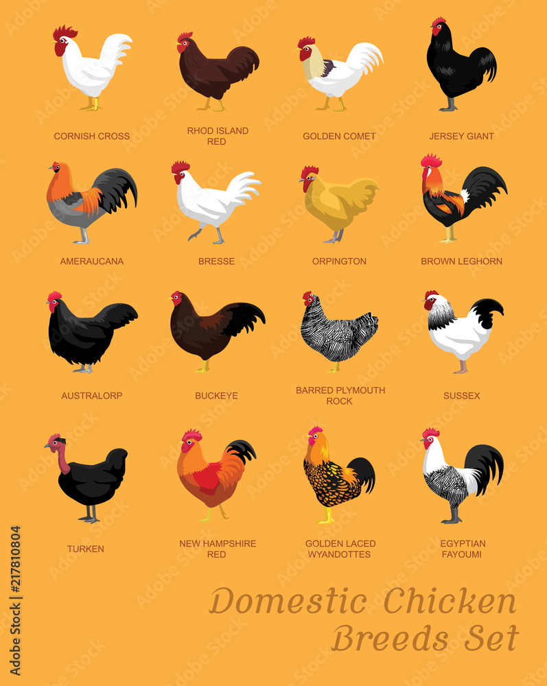 Domestic Chicken Breeds Set Cartoon Vector Illustration Stock Vector ...