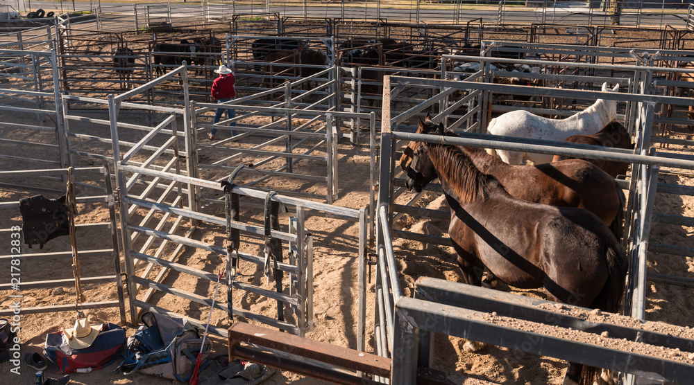animals ready for rodeo activites Stock Photo | Adobe Stock