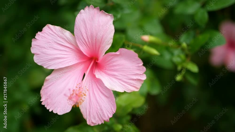4K of pink Hibiscus rosa-sinensis in park with green leaves plant at ...