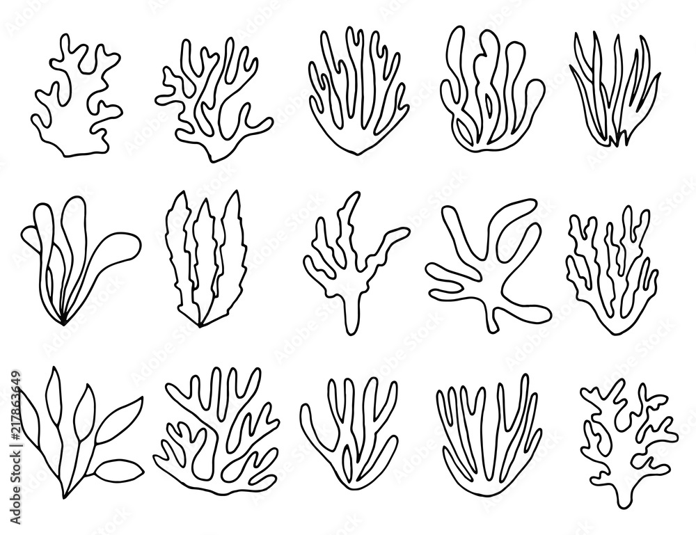 algae outline isolated plants. linear drawing Stock Vector | Adobe Stock