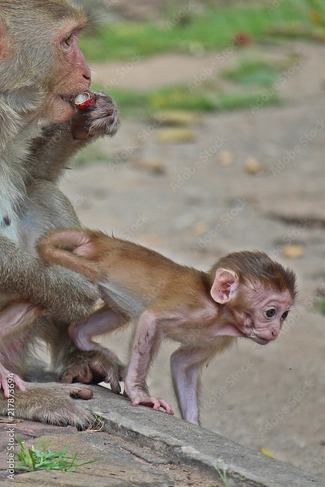 Animals, baby monkey snuggles to its mother, they are in KUM PHA WA PI ...