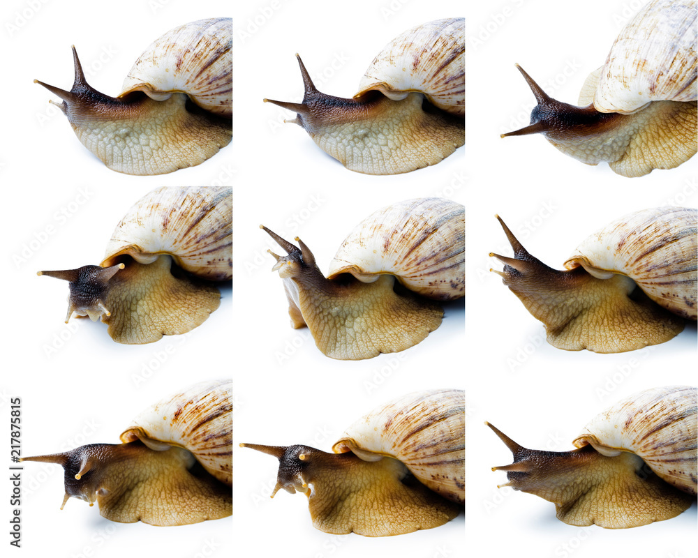 Giant african snail isolated on white background. Set of a giant ...