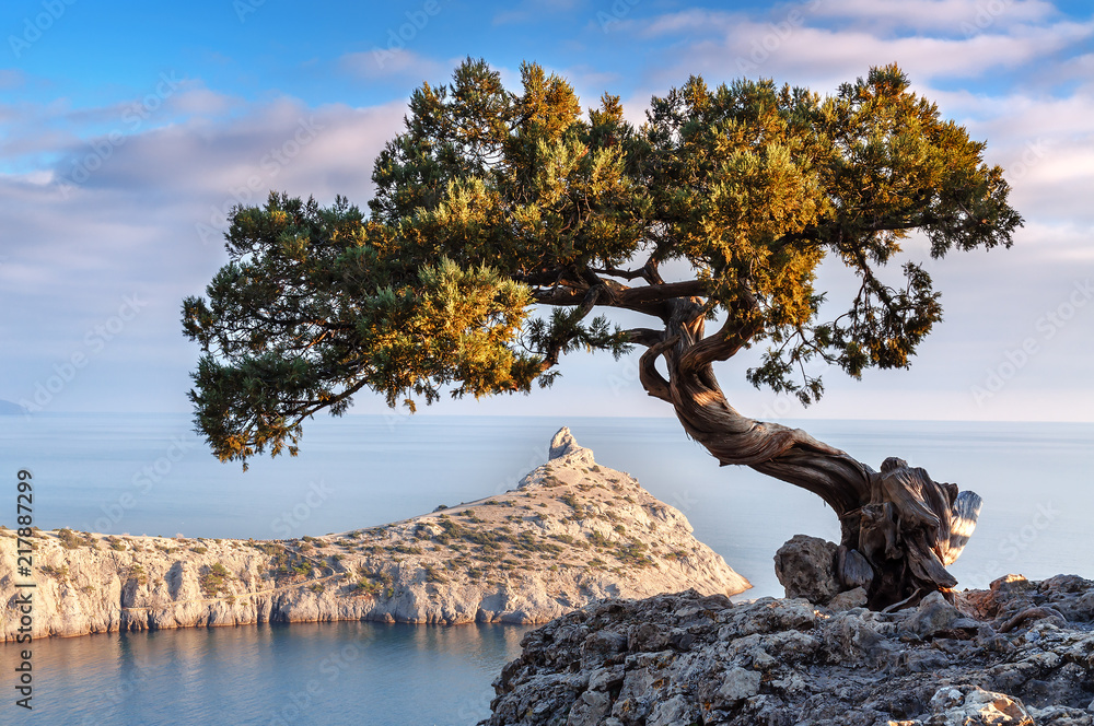 gren juniper on the rock Stock Photo | Adobe Stock